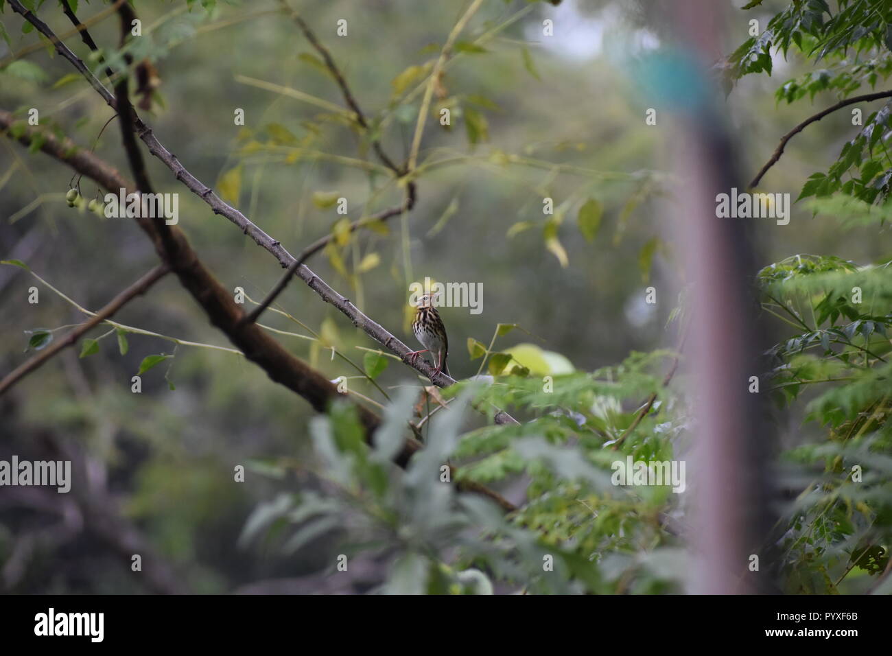 Himalayan forest thrush bird hi-res stock photography and images - Alamy