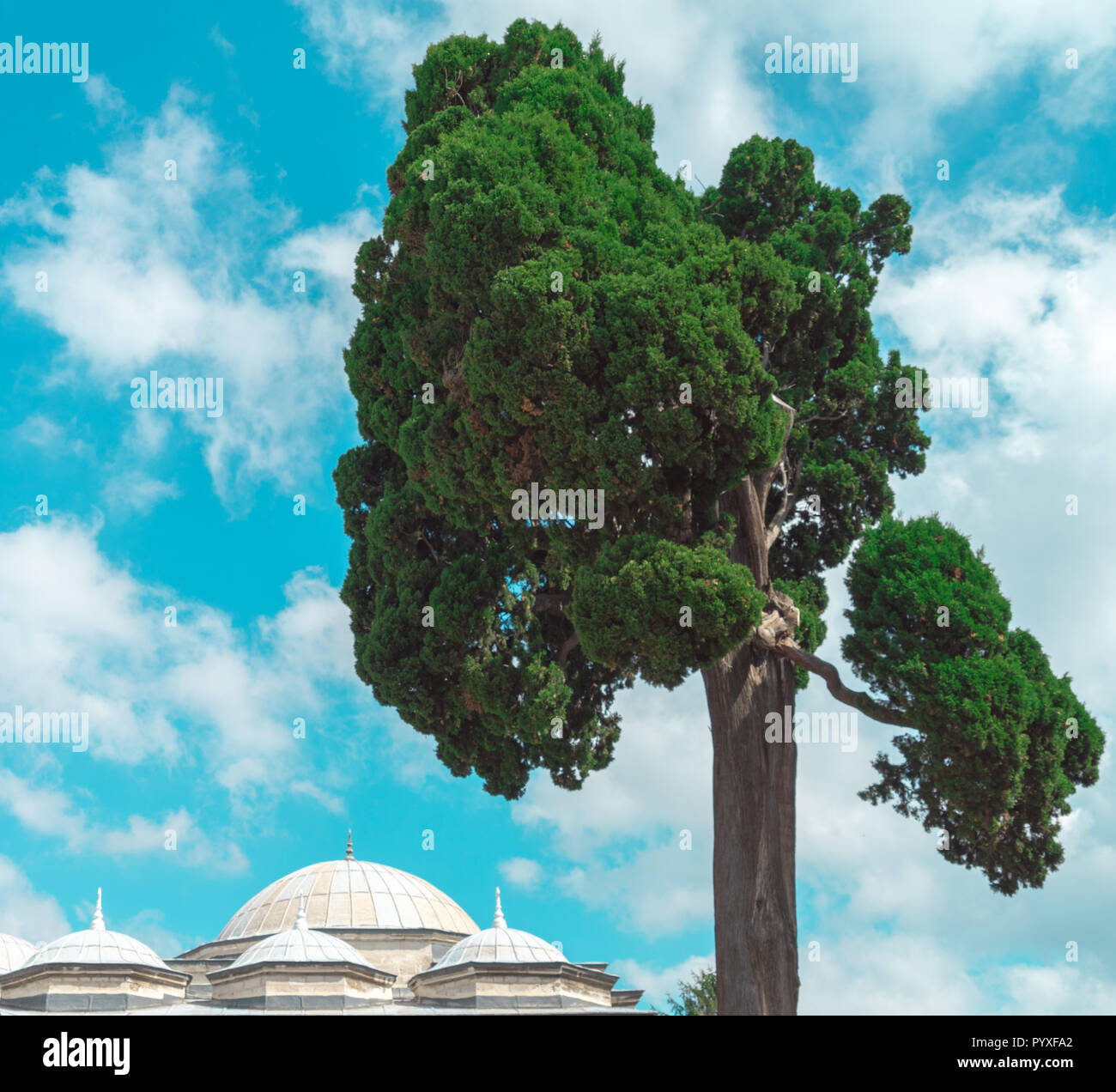 Dome shaped tree hi-res stock photography and images - Alamy