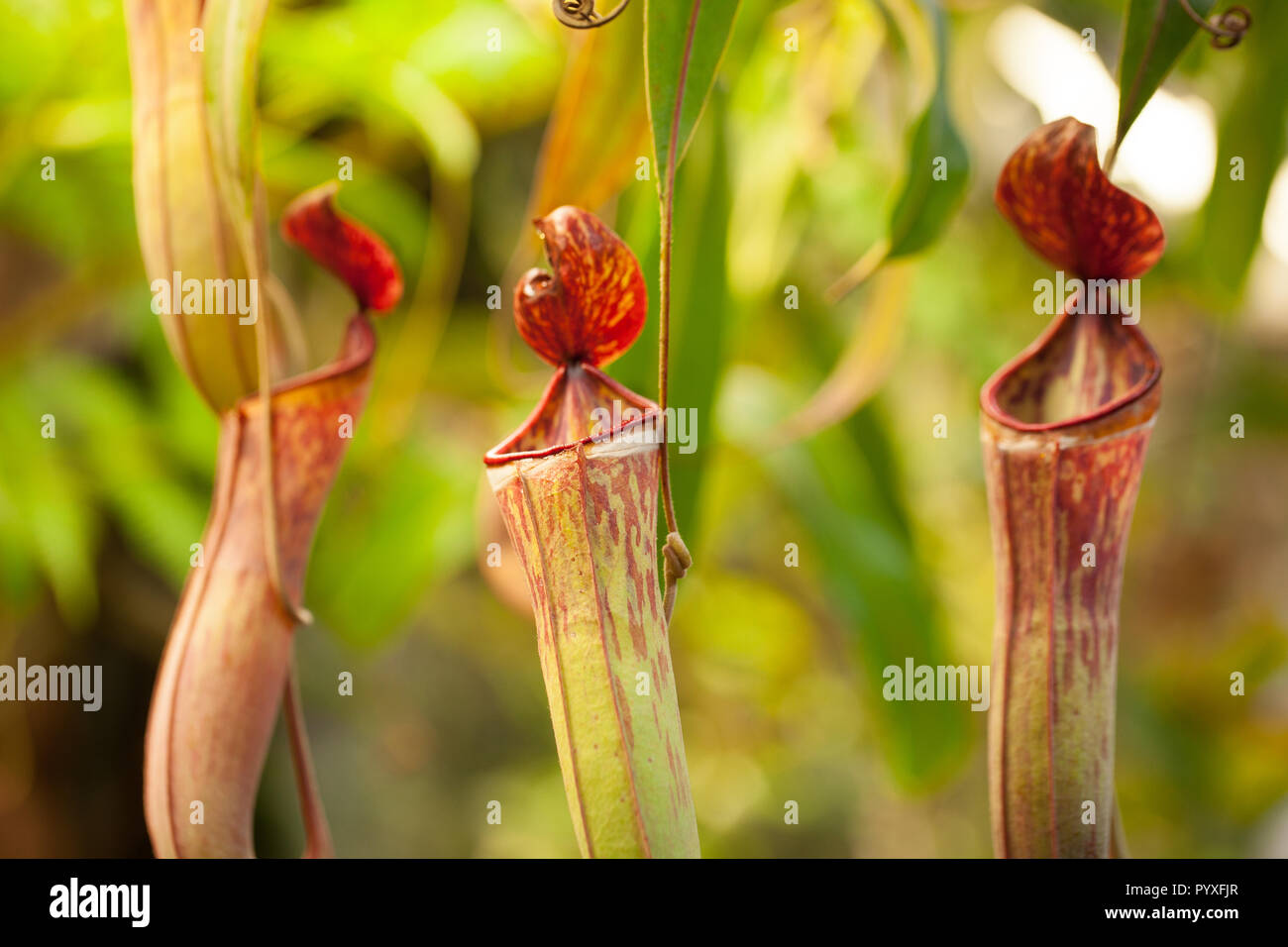 Nepenthes alata hi-res stock photography and images - Alamy