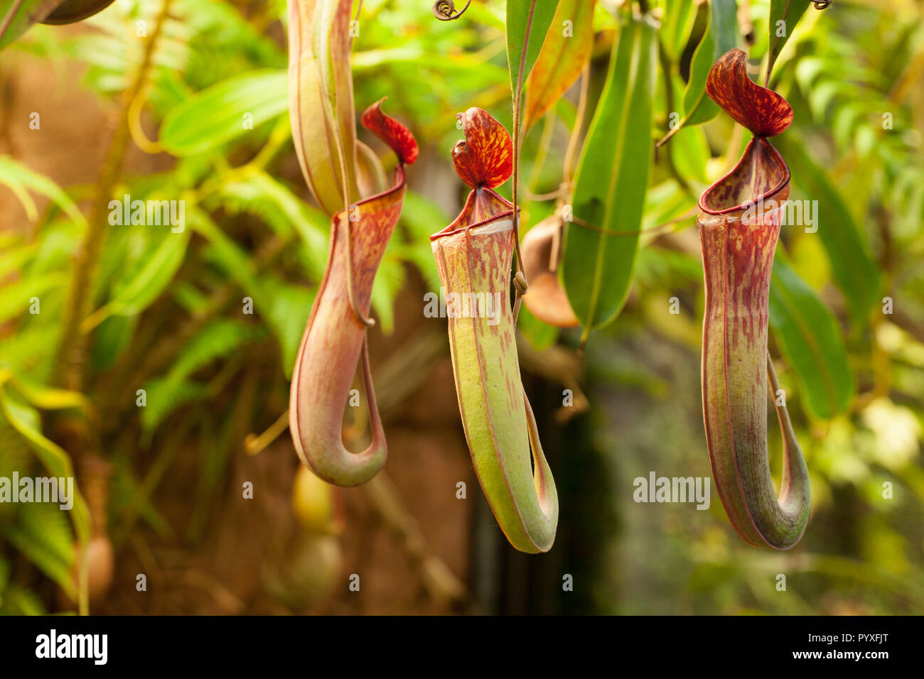 Red nepenthes carnivorous pitcher plant hi-res stock photography and ...