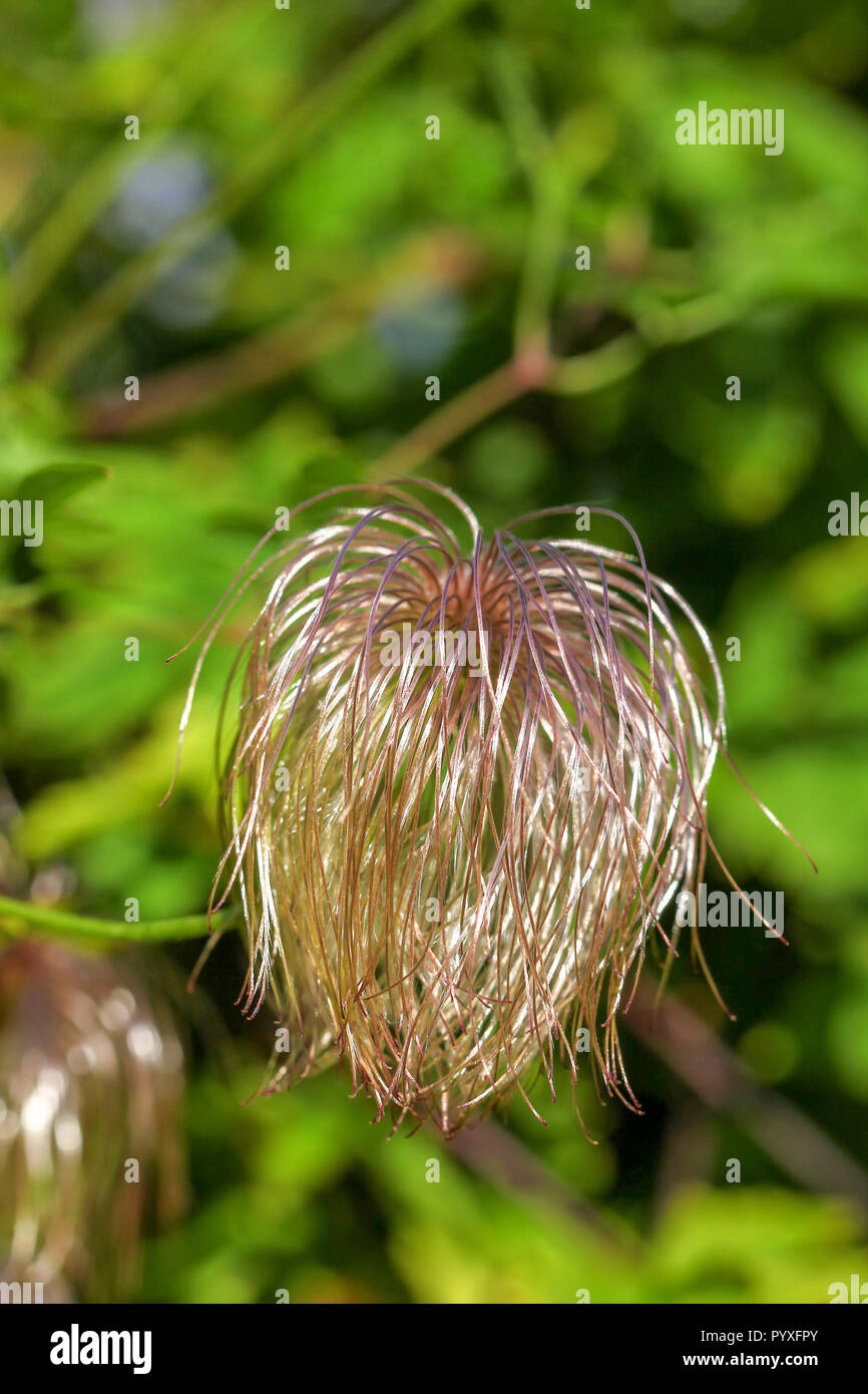The fluffy seed head of a Clematis Tangutica 'Bill Mackenzie' Stock ...