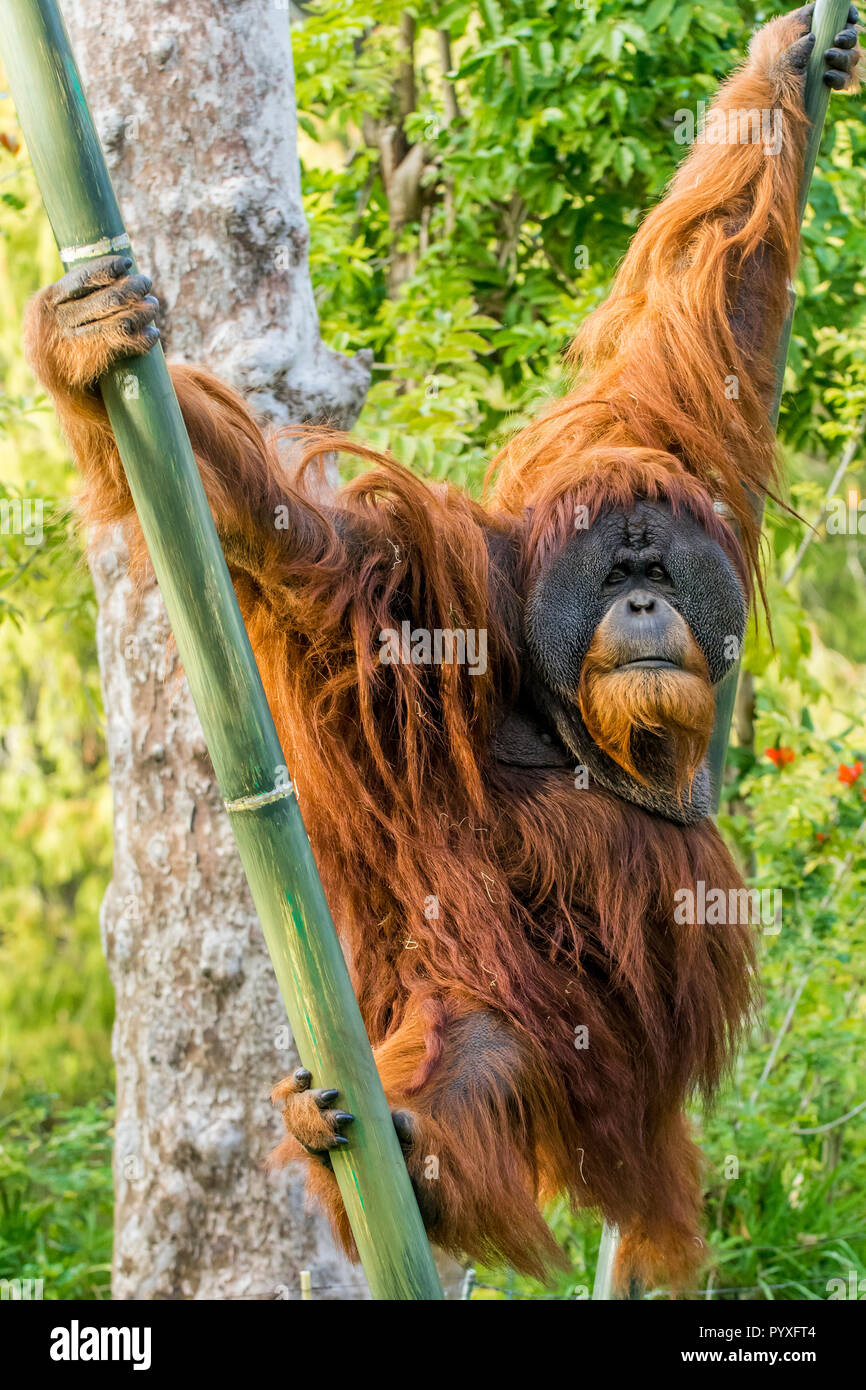 Orangutan zoo captive ape hi-res stock photography and images - Alamy