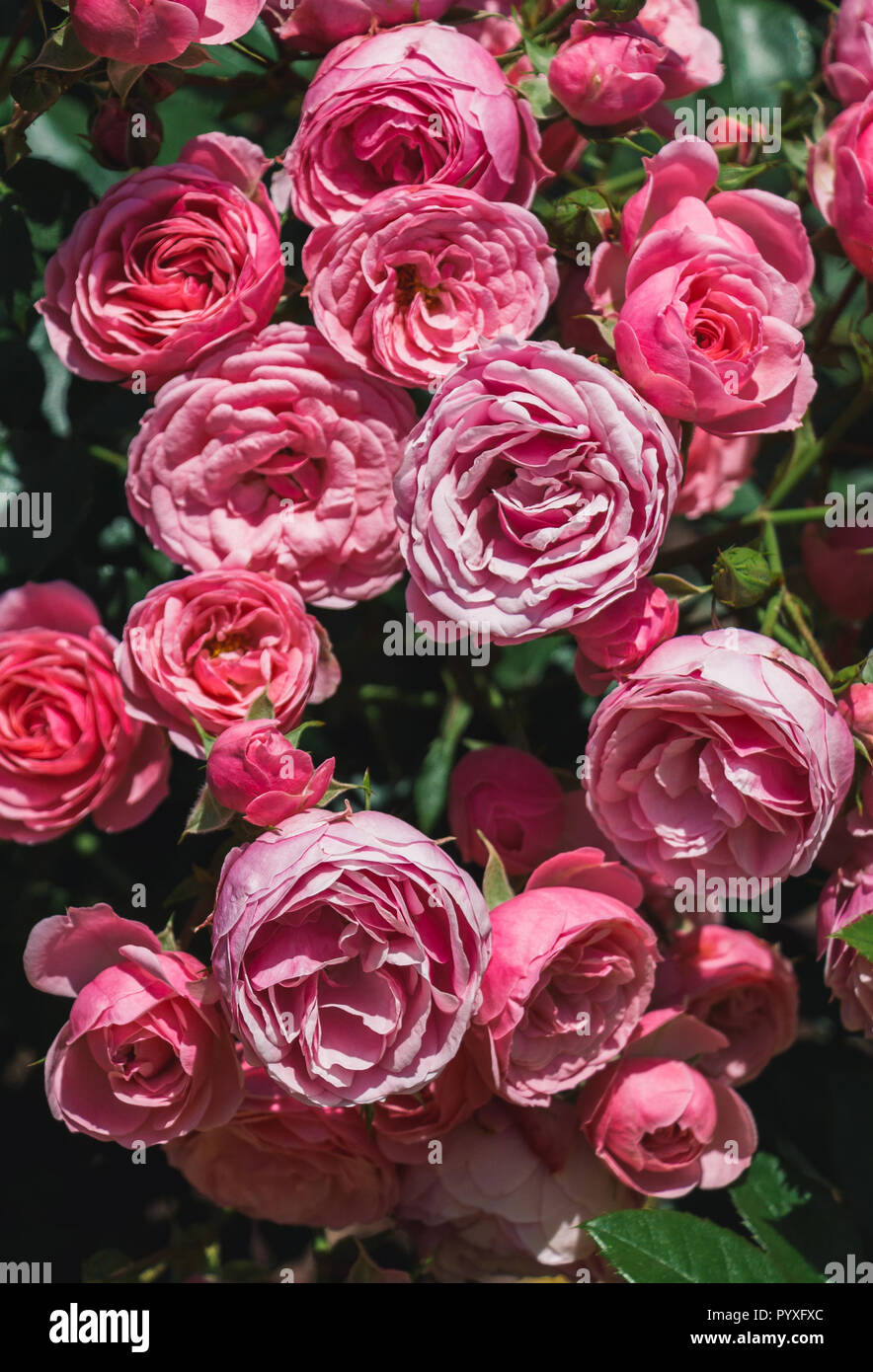Rose garden full of beautiful fresh roses Stock Photo - Alamy