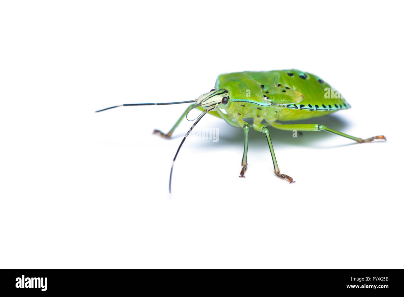 Green stink bug isolated on white background Stock Photo - Alamy