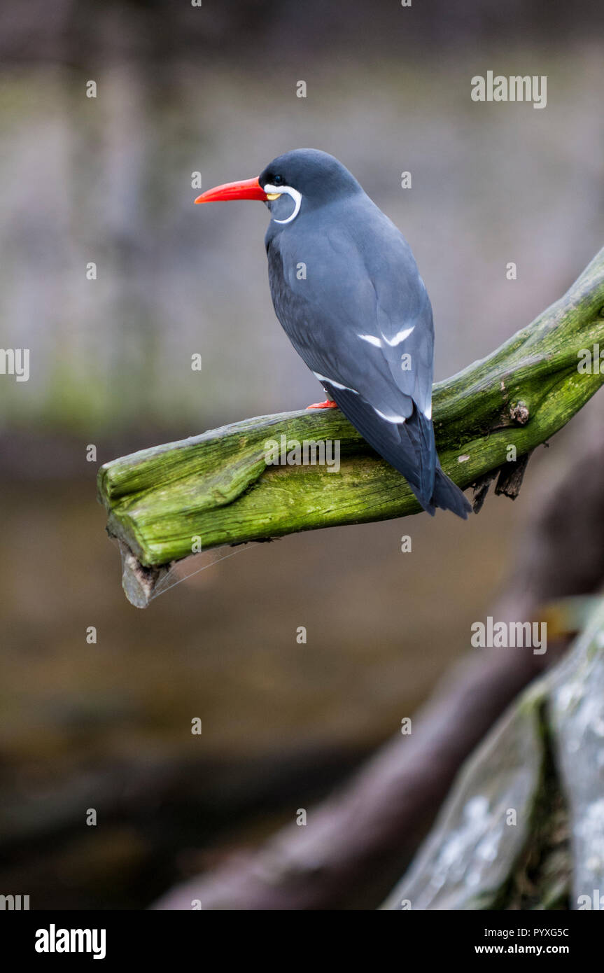 Inca tern (Larosterna inca), San Diego Zoo, California Stock Photo - Alamy