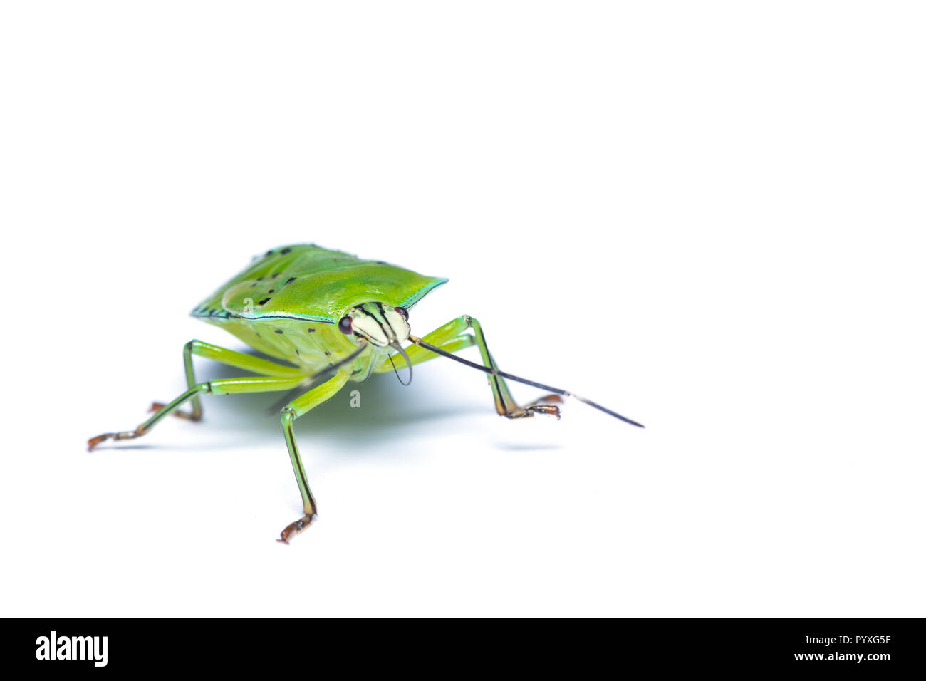 Green stink bug isolated on white background Stock Photo - Alamy