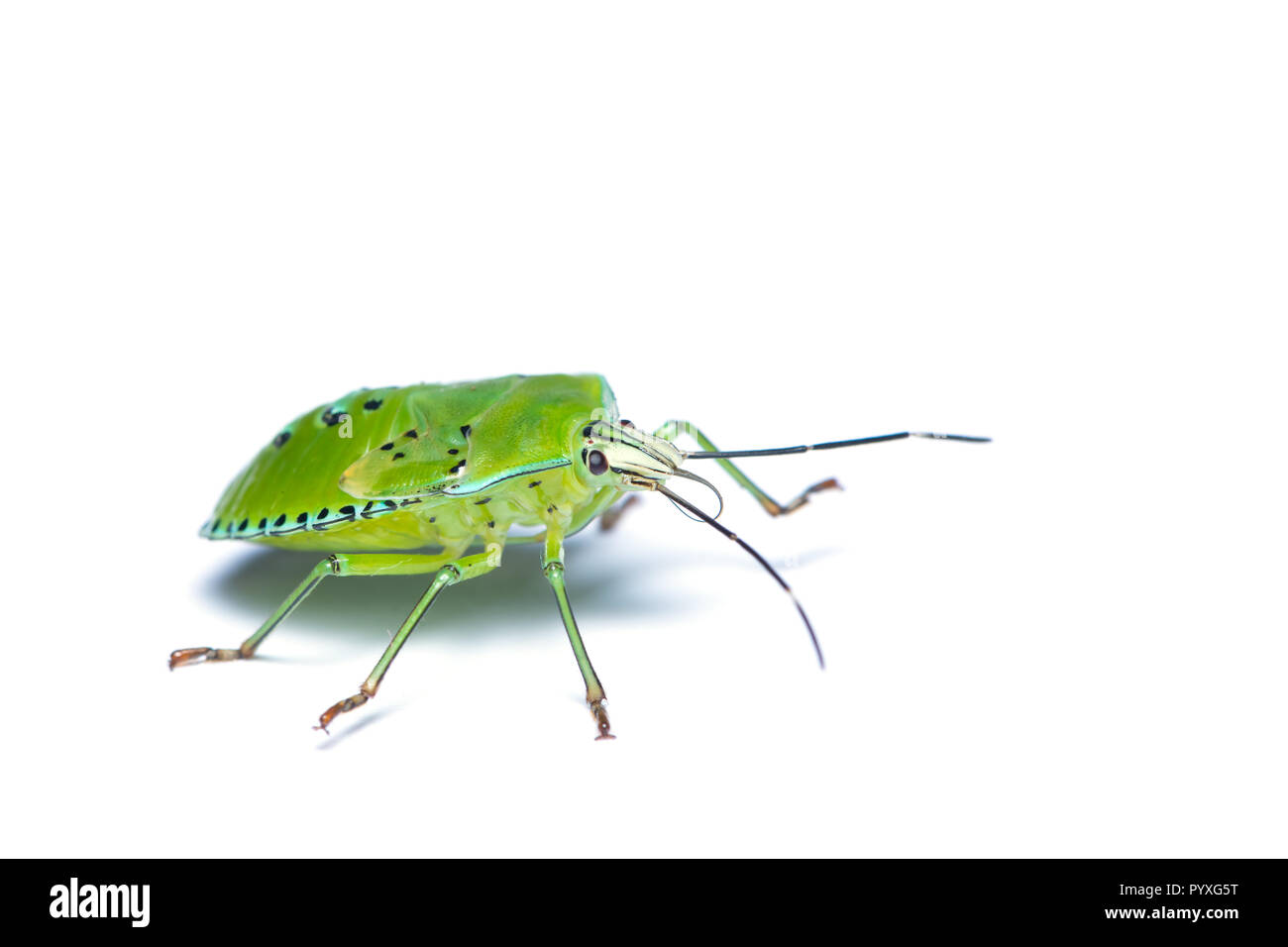 Green stink bug isolated on white background Stock Photo - Alamy