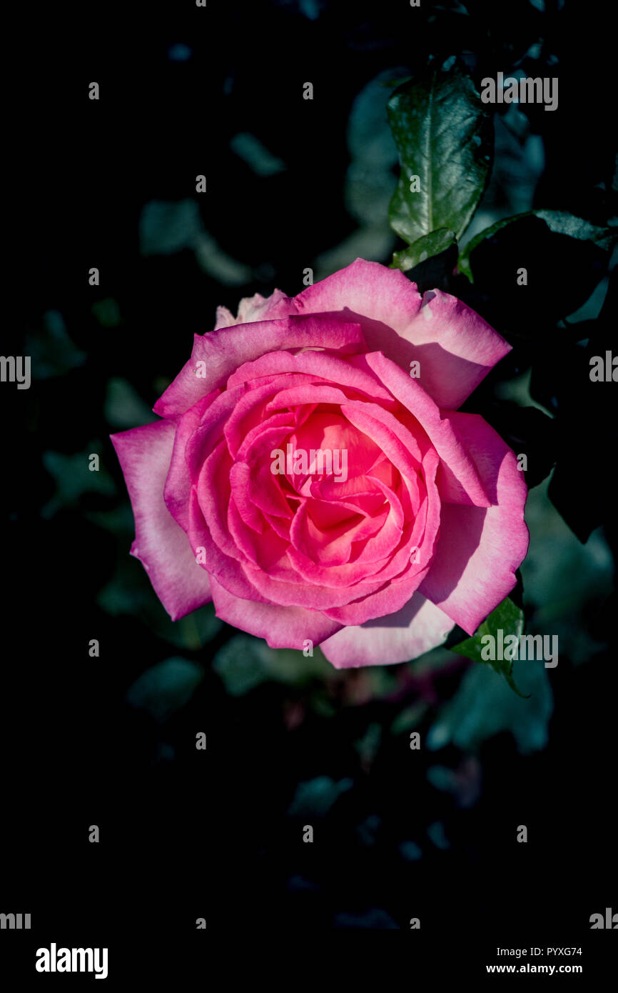 Beautiful colorful Rose Flower on garden background Stock Photo - Alamy
