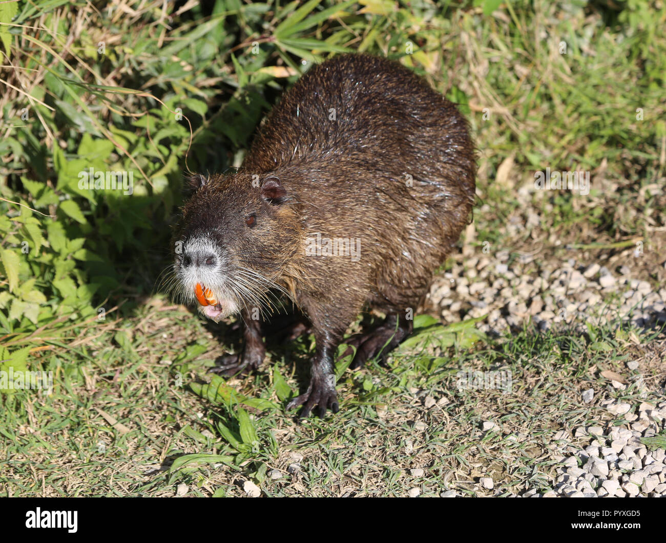 big brown nutria in a city park Stock Photo - Alamy