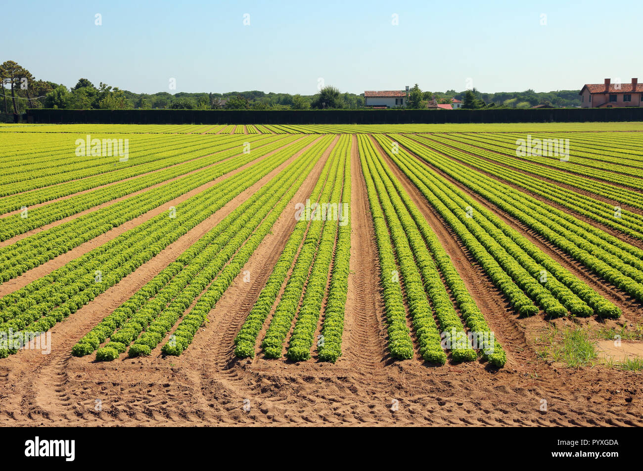 long rows of heads of green lettuce in a large field Stock Photo - Alamy