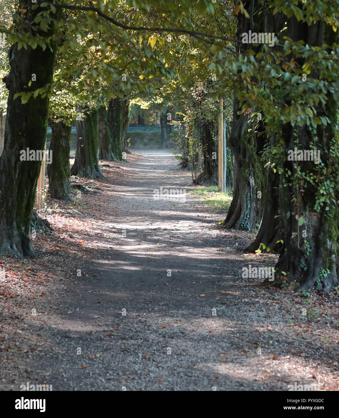 long avenue with trees inside a park Stock Photo - Alamy