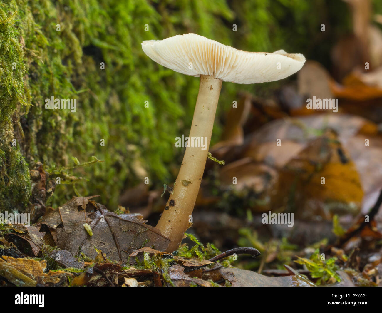 White Fungi High Resolution Stock Photography and Images - Alamy
