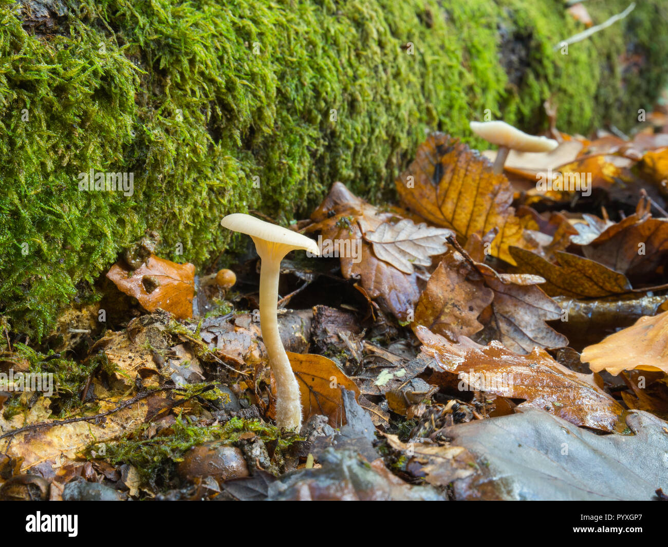 White Fungi in Woodland Stock Photo - Alamy