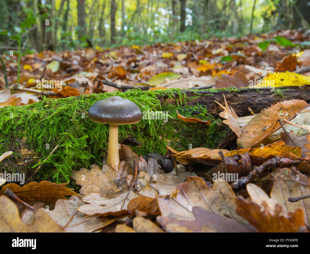 Rhodocollybia butyracea , Butter Cap Fungi Stock Photo - Alamy