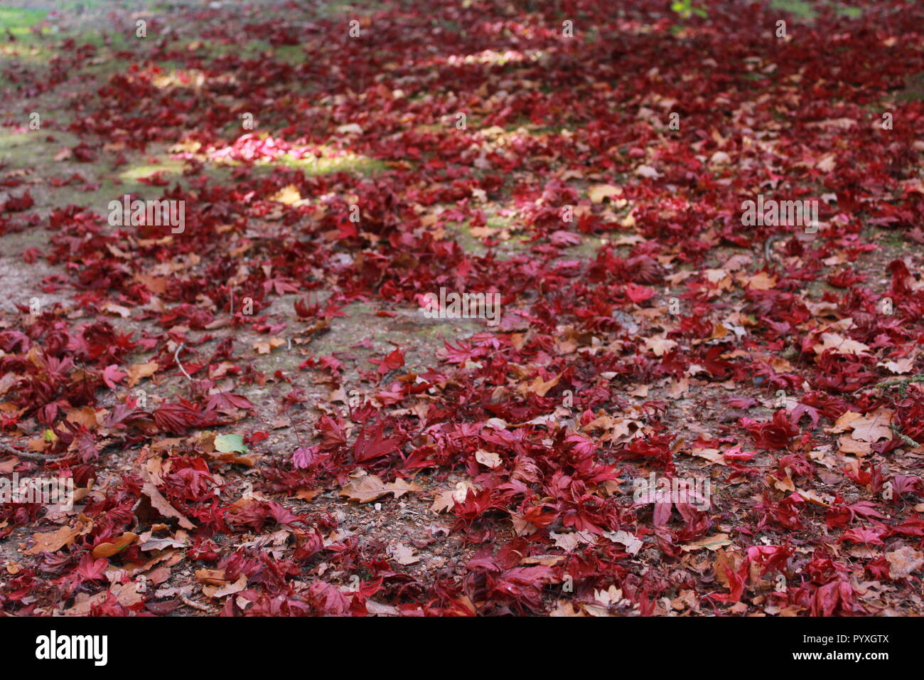 Fallen leaves red japanese hi-res stock photography and images - Alamy