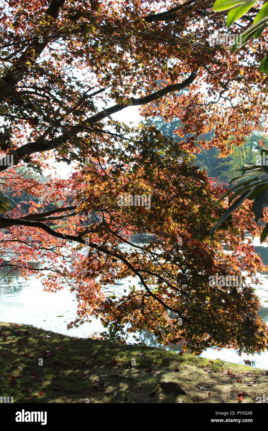 Sheffield forest sussex hi-res stock photography and images - Alamy