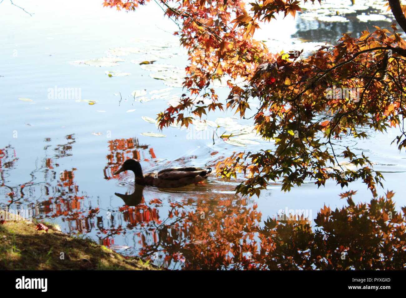 Tree branch hanging over lake hi-res stock photography and images - Alamy