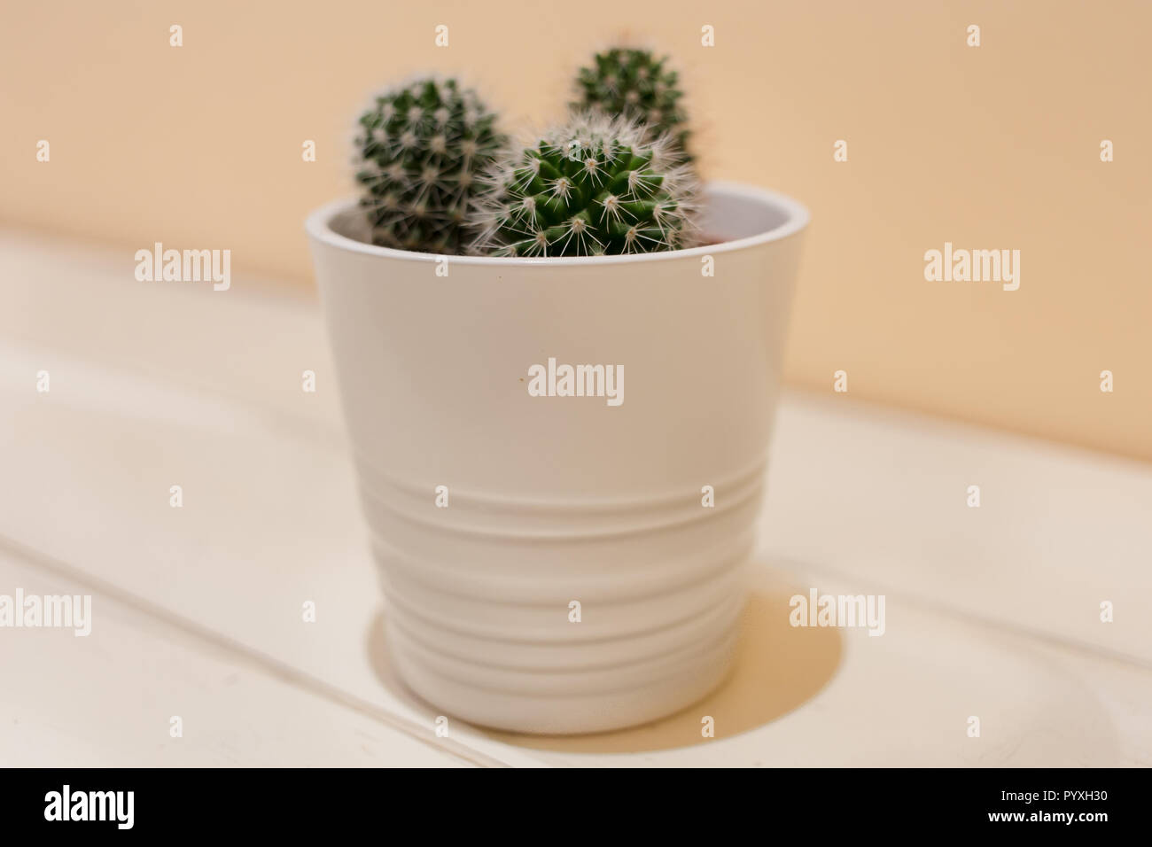 cactus in a white table desk Stock Photo - Alamy