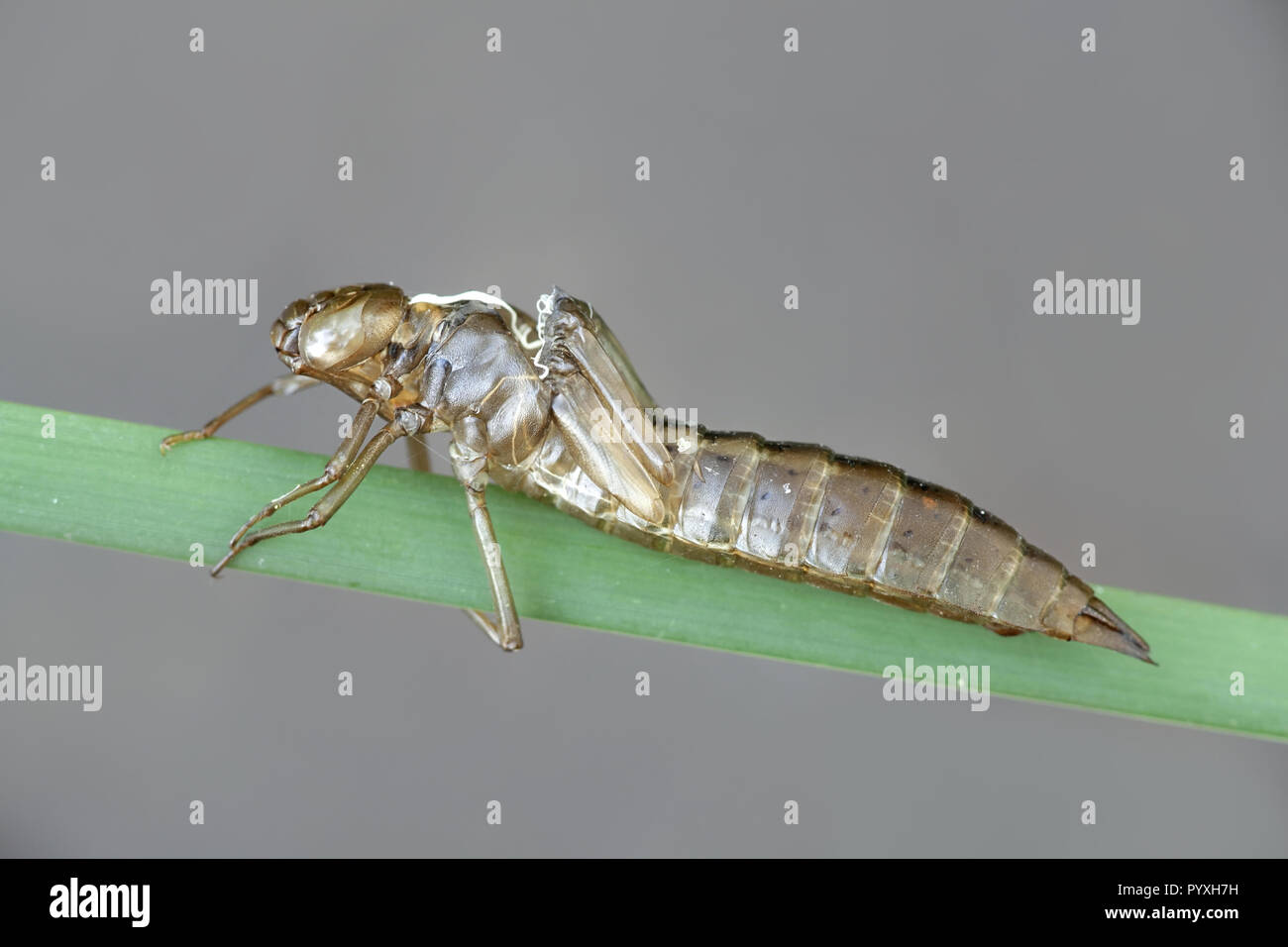 Larval skin, also called the exuvia, of a hawker dragonfly Stock Photo ...