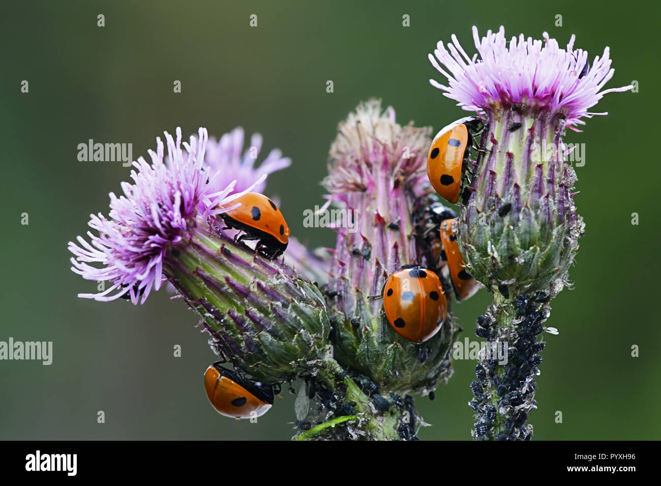 Seven-spotted ladybirds, Coccinella septempunctata. hunting for aphids ...