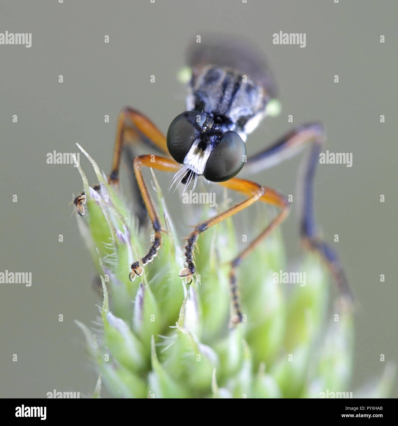 Red-legged robber fly, also called orange-legged robberfly, Dioctria ...