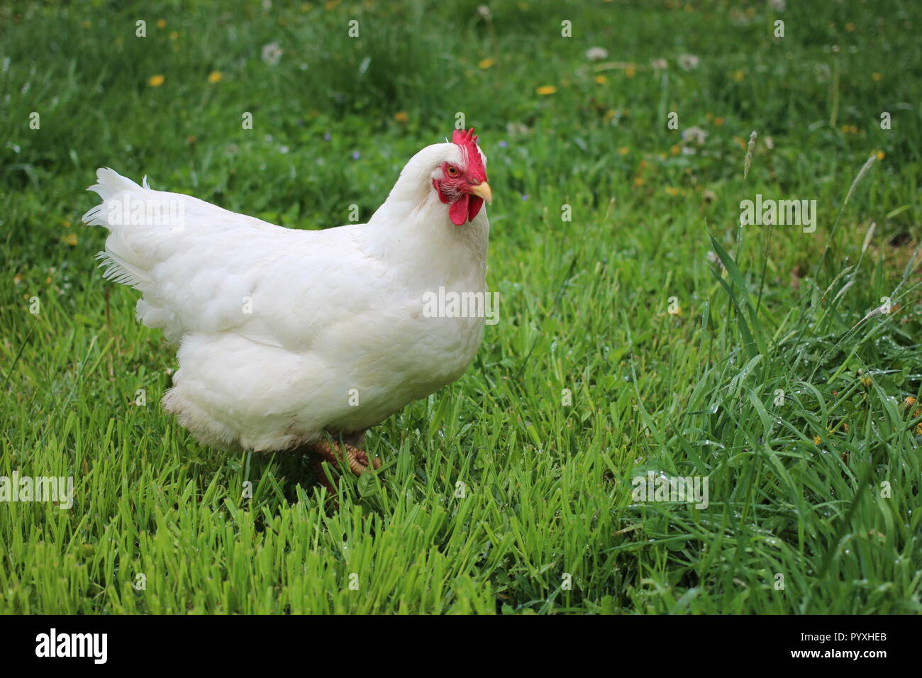 White chicken farm grass hi-res stock photography and images - Alamy