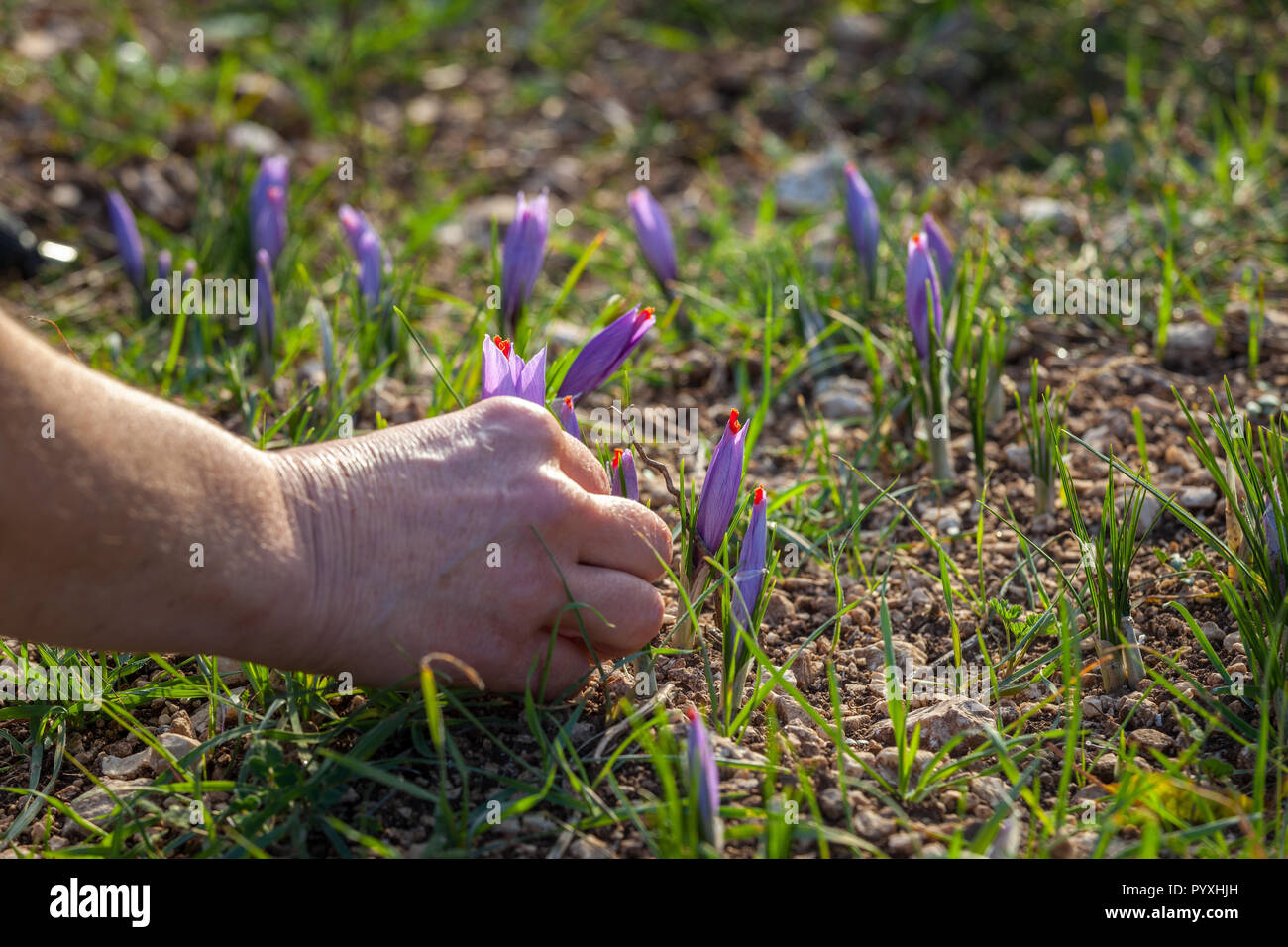 Saffron crocus harvest hand hi-res stock photography and images - Alamy