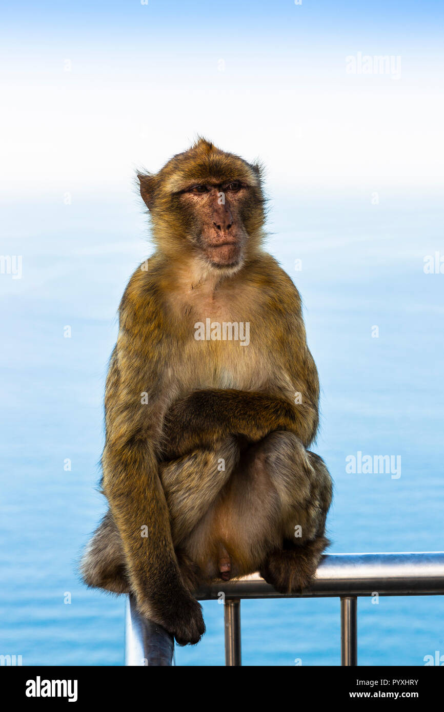 Adult male macaque monkey sitting on the handrails of Signals Hill ...