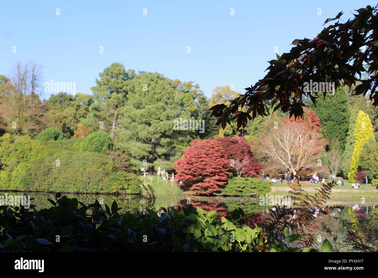 Tress in water hi-res stock photography and images - Alamy