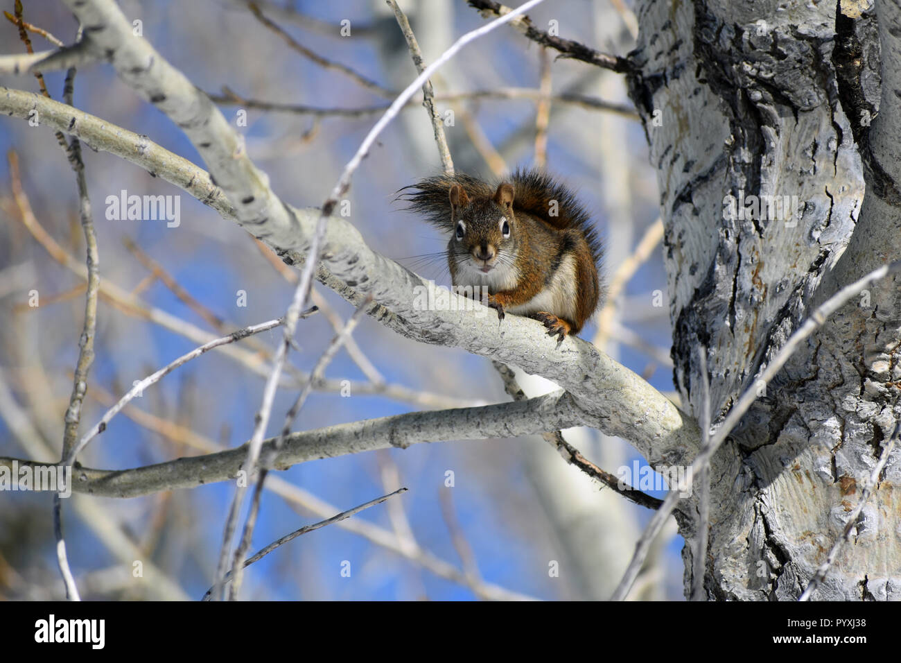 White squirrel tree hi-res stock photography and images - Alamy