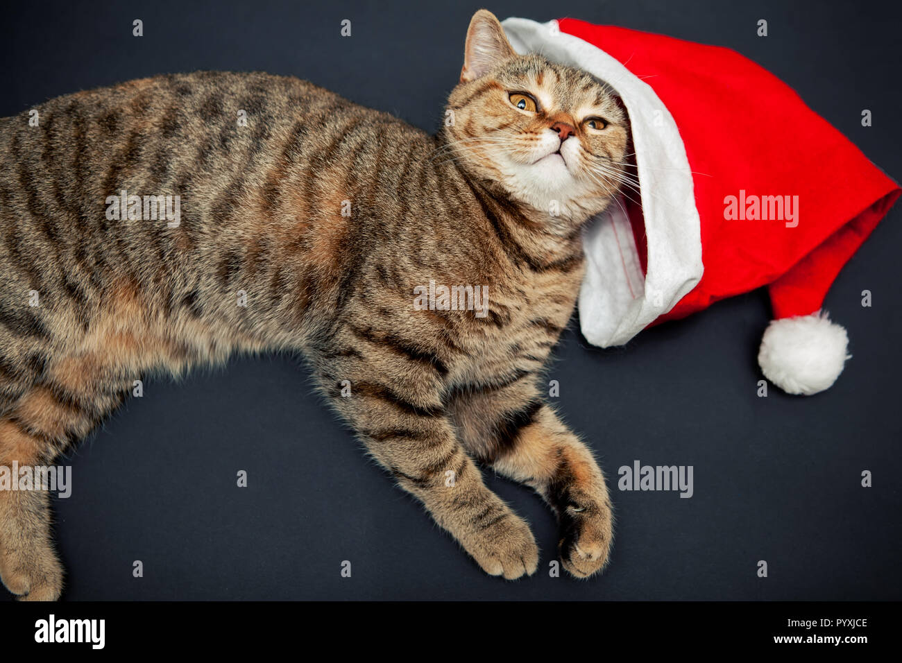 Funny cat in Santa Claus hat. Concept Christmas Stock Photo - Alamy