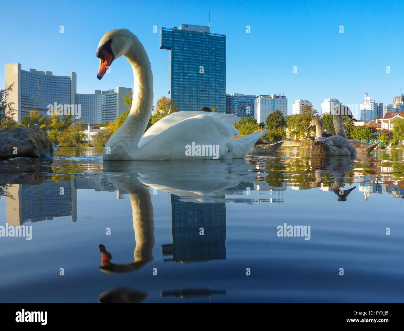 Wien, Vienna: mute swan (Cygnus olor), lake Kaiserwasser, UN Building ...