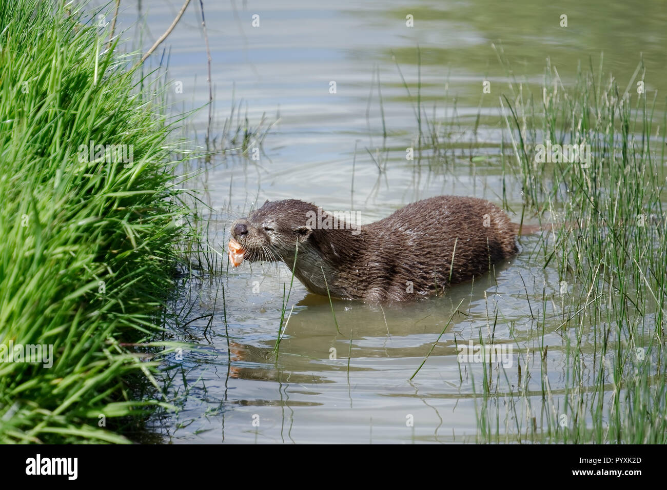 Eurasian Otter (Lutra lutra) in natural habitat Stock Photo - Alamy