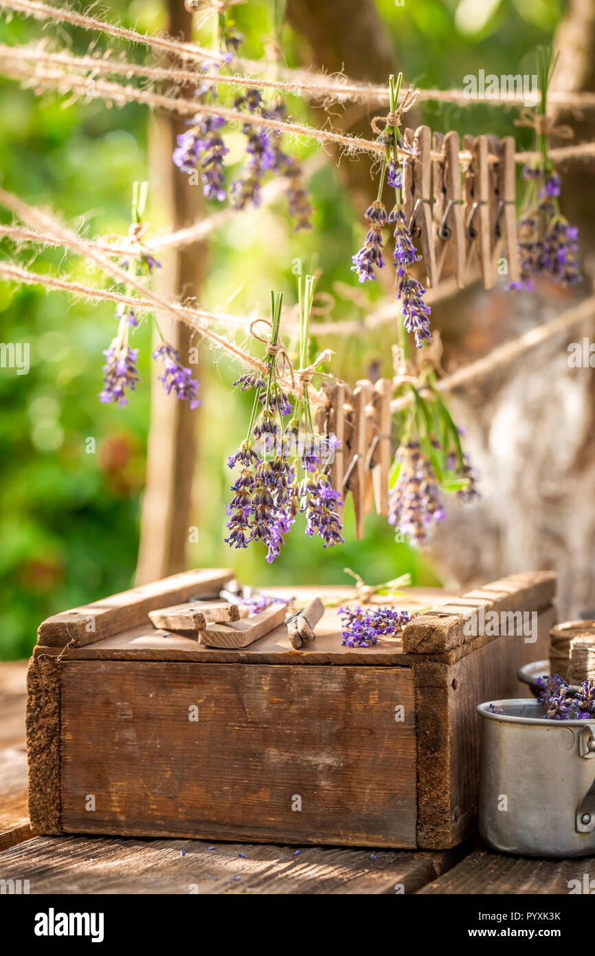 Hanging lavender bunches hi-res stock photography and images - Alamy