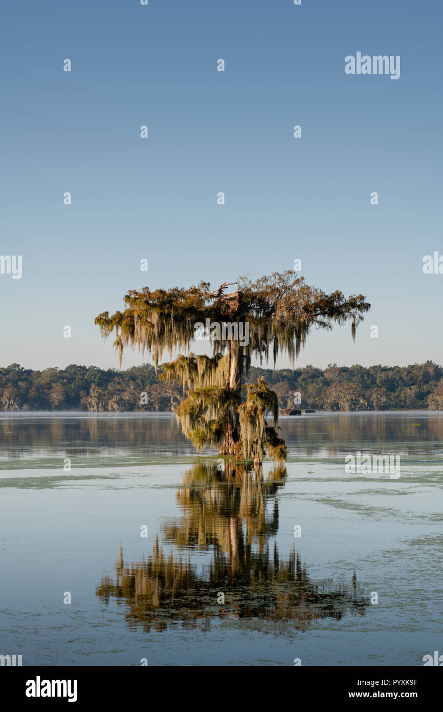 Cypress tree lake hi-res stock photography and images - Alamy