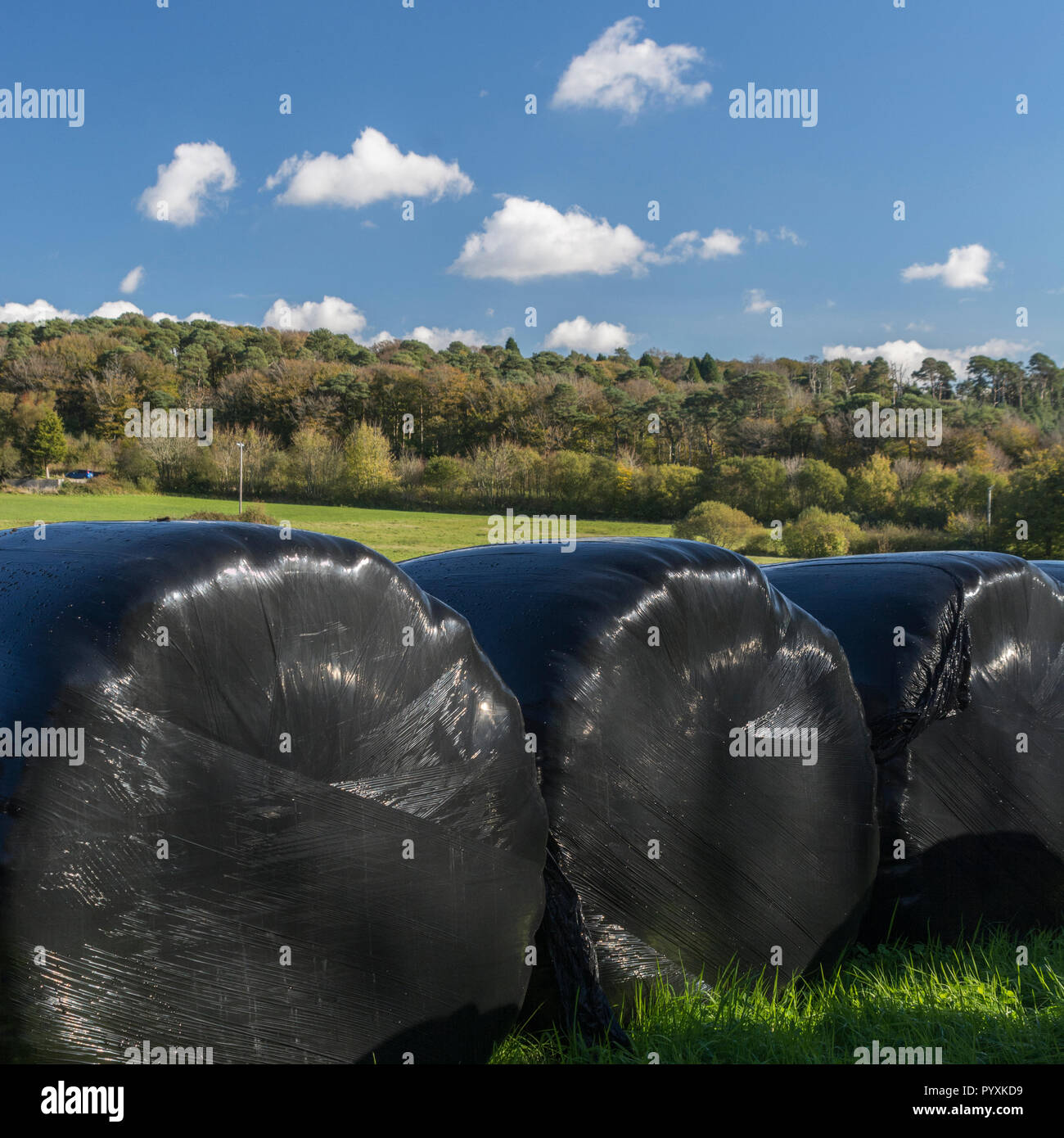 Black wrapped haylage bales in autumn sunshine. Metaphor UK farming ...