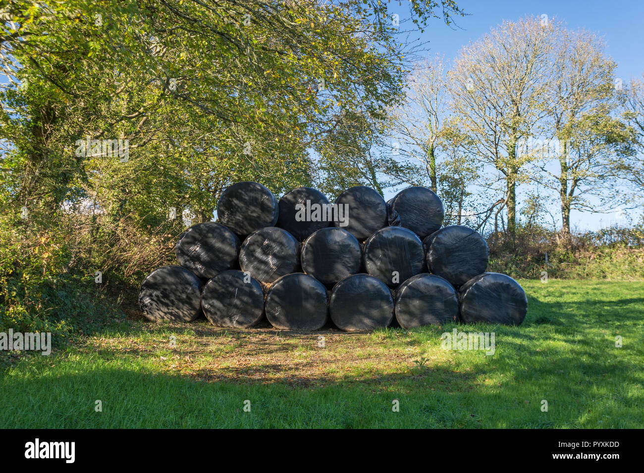 Black wrapped haylage bales in autumn sunshine. Metaphor UK farming ...