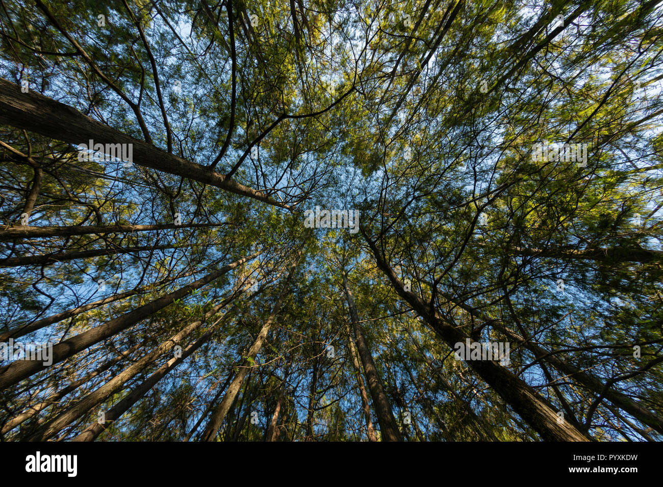 Tress hi-res stock photography and images - Alamy