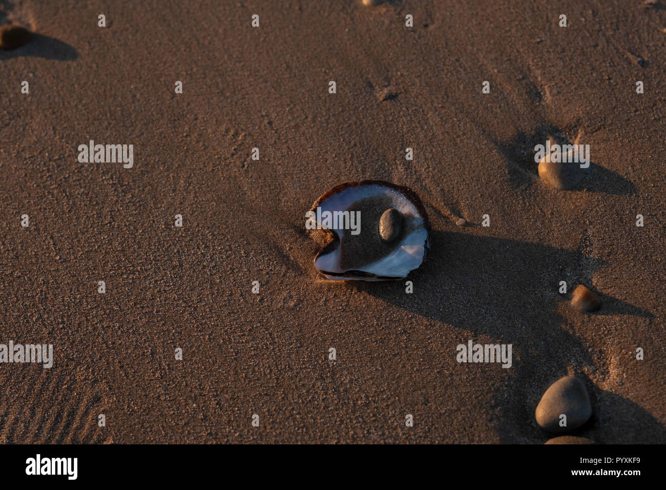 Pebble in a shell Stock Photo - Alamy