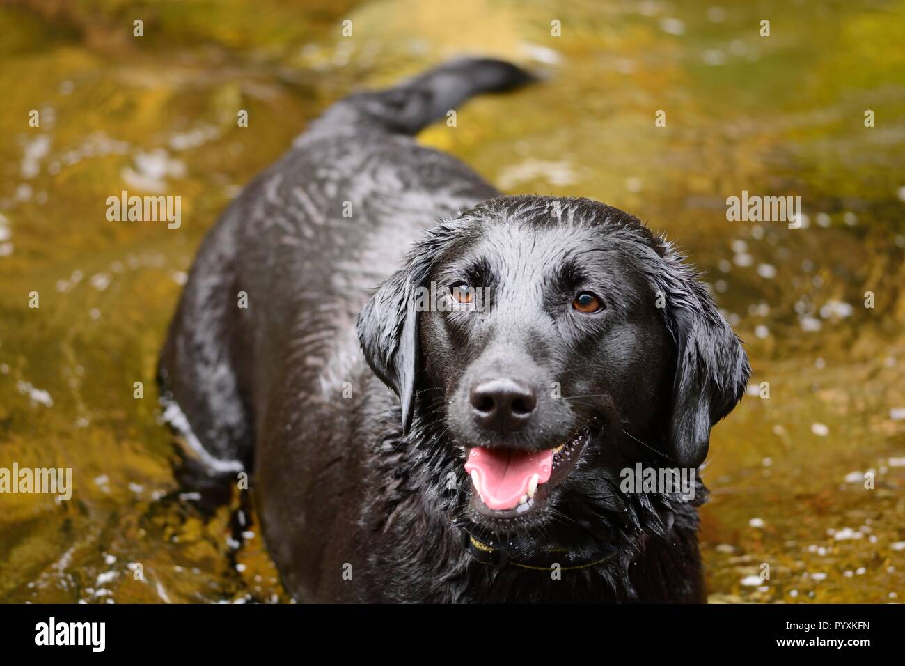 Portrait of a wet black Labrador standing in a river Stock Photo - Alamy