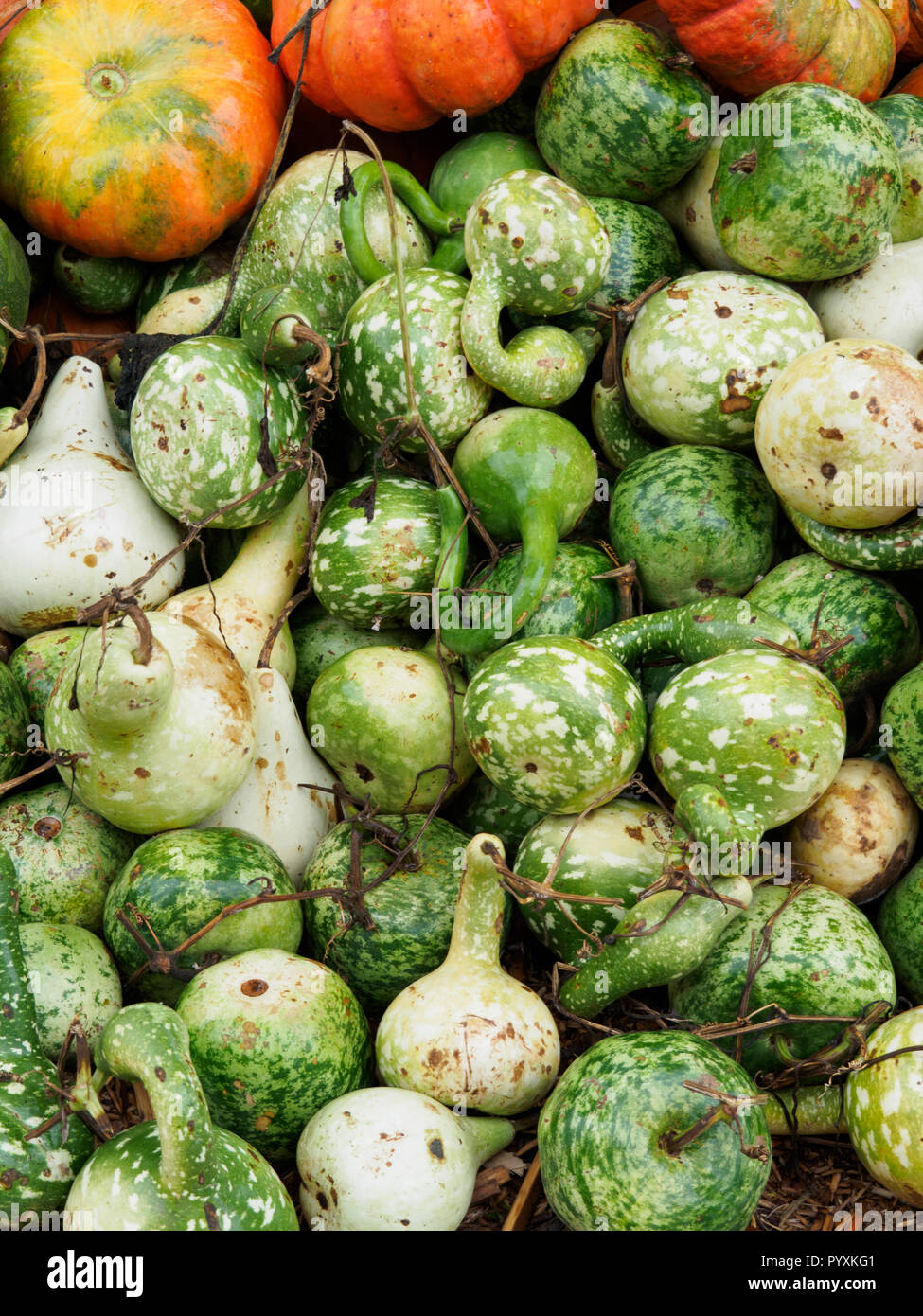 Gourds and pumpkins Stock Photo - Alamy