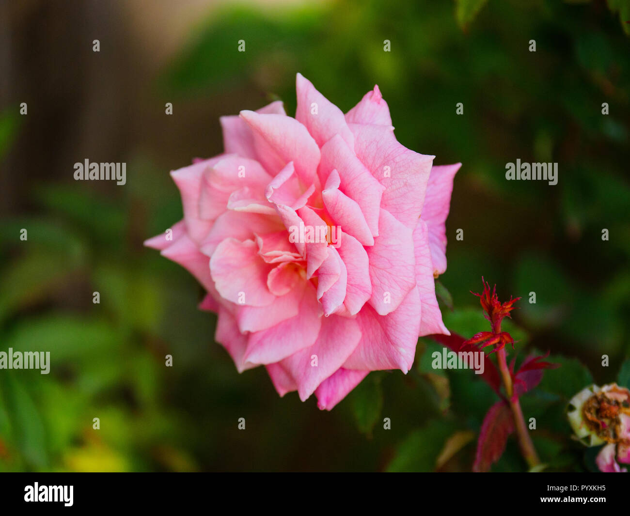 Rose flower blooming hi-res stock photography and images - Alamy