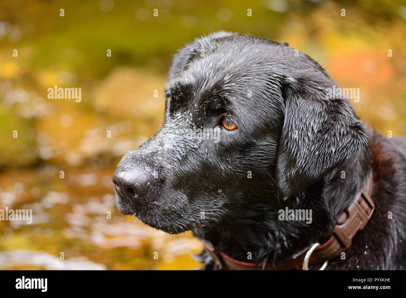 Head shot of a wet black Labrador standing in a river Stock Photo - Alamy