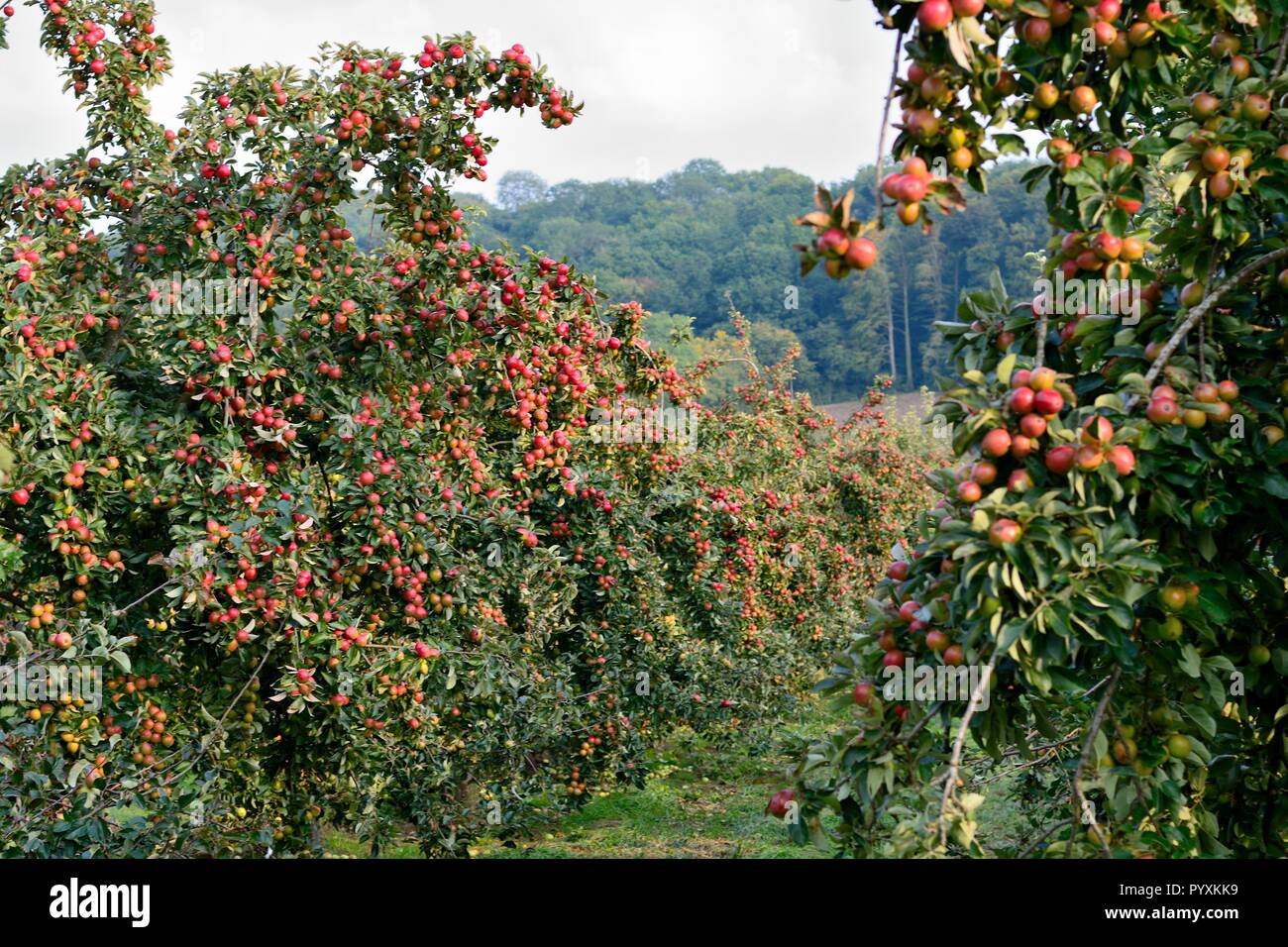 Apple trees with a heavy crop of red apples Stock Photo - Alamy