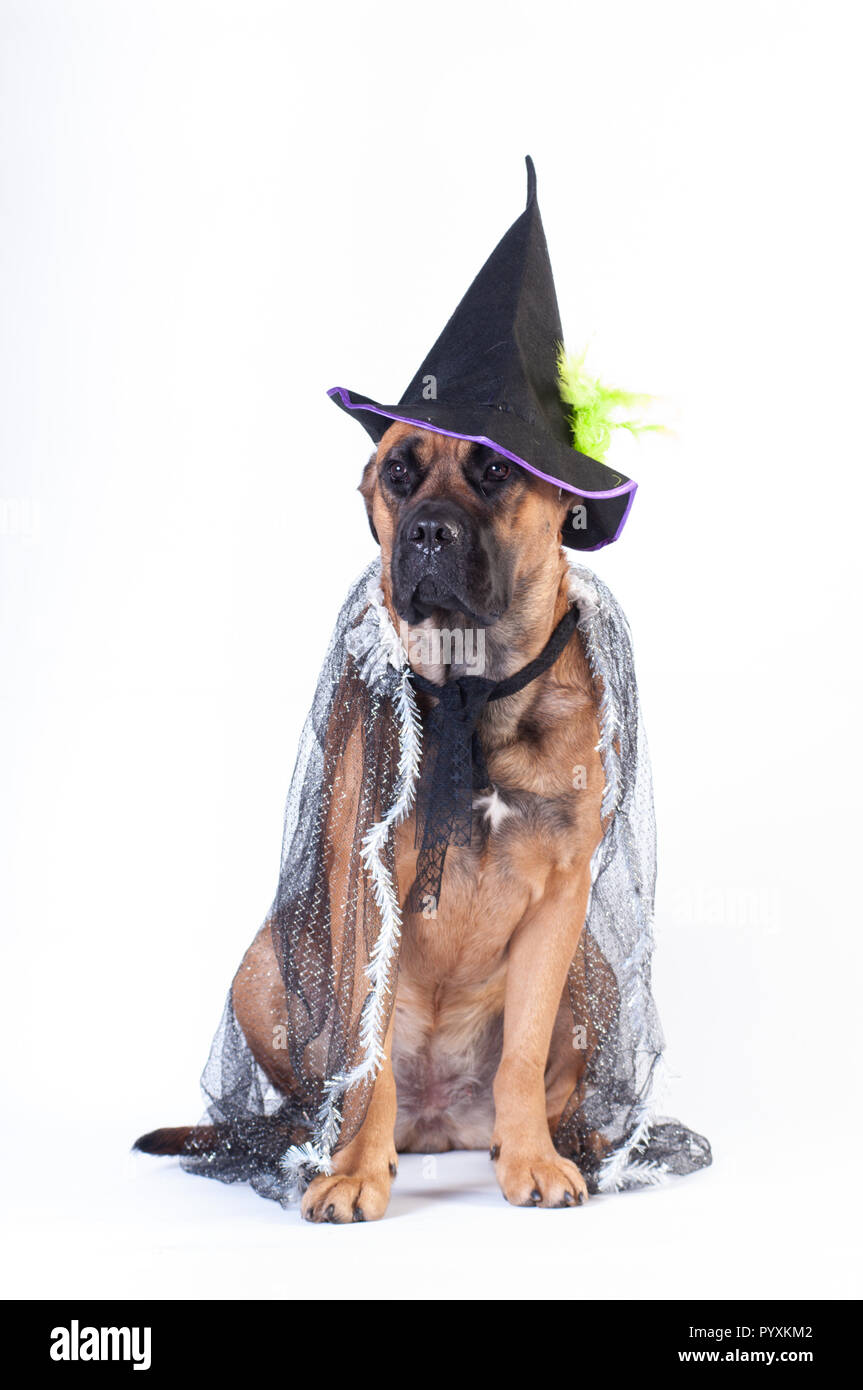 Cane corso in transperent festive mantle and black witch cap on white ...