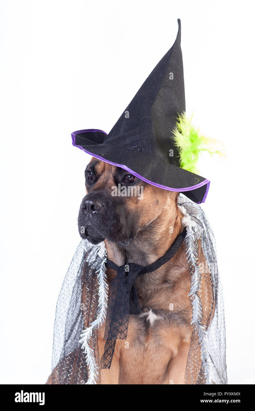 Cane corso in transperent festive mantle and black witch cap on white ...