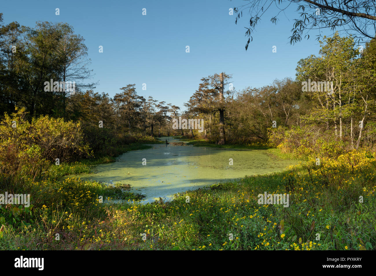 Lake Martin, Louisiana Morning Fall Scene Stock Photo - Alamy