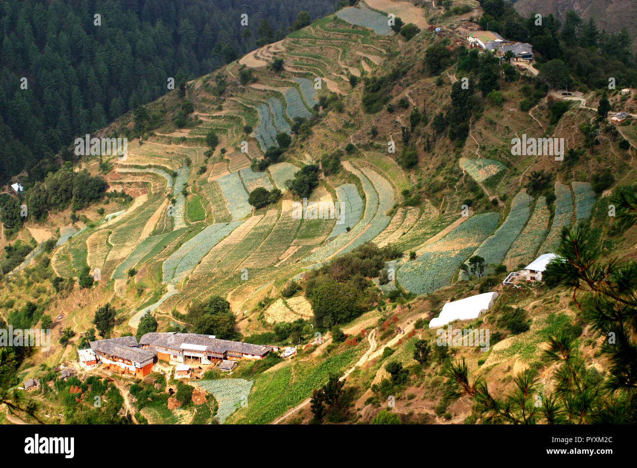 Step farming in himachal pradesh hi-res stock photography and images ...