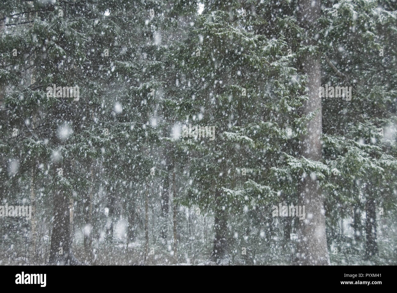 Snowing in boreal pine forest hi-res stock photography and images - Alamy