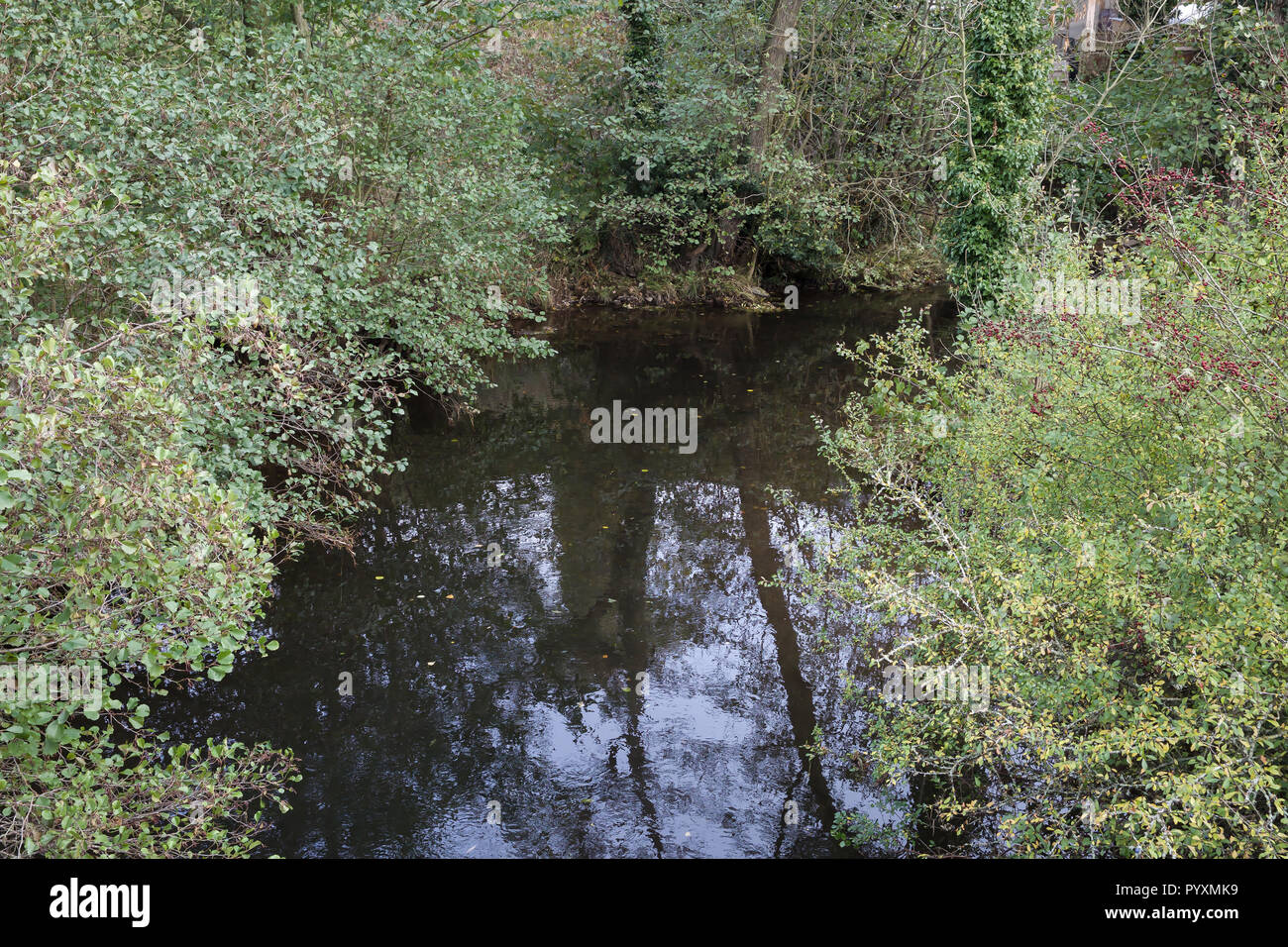 Trees reflecting in a pool in the Welsh Countryside Stock Photo - Alamy